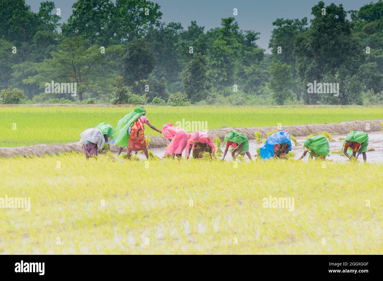 Indian rural women are busy harvesting paddy (rice) seeds in the yellow ...
