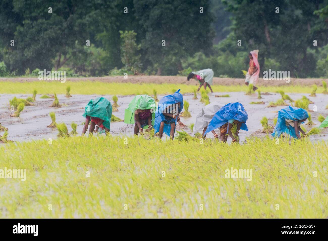 India rice crop cultivation hi-res stock photography and images - Alamy