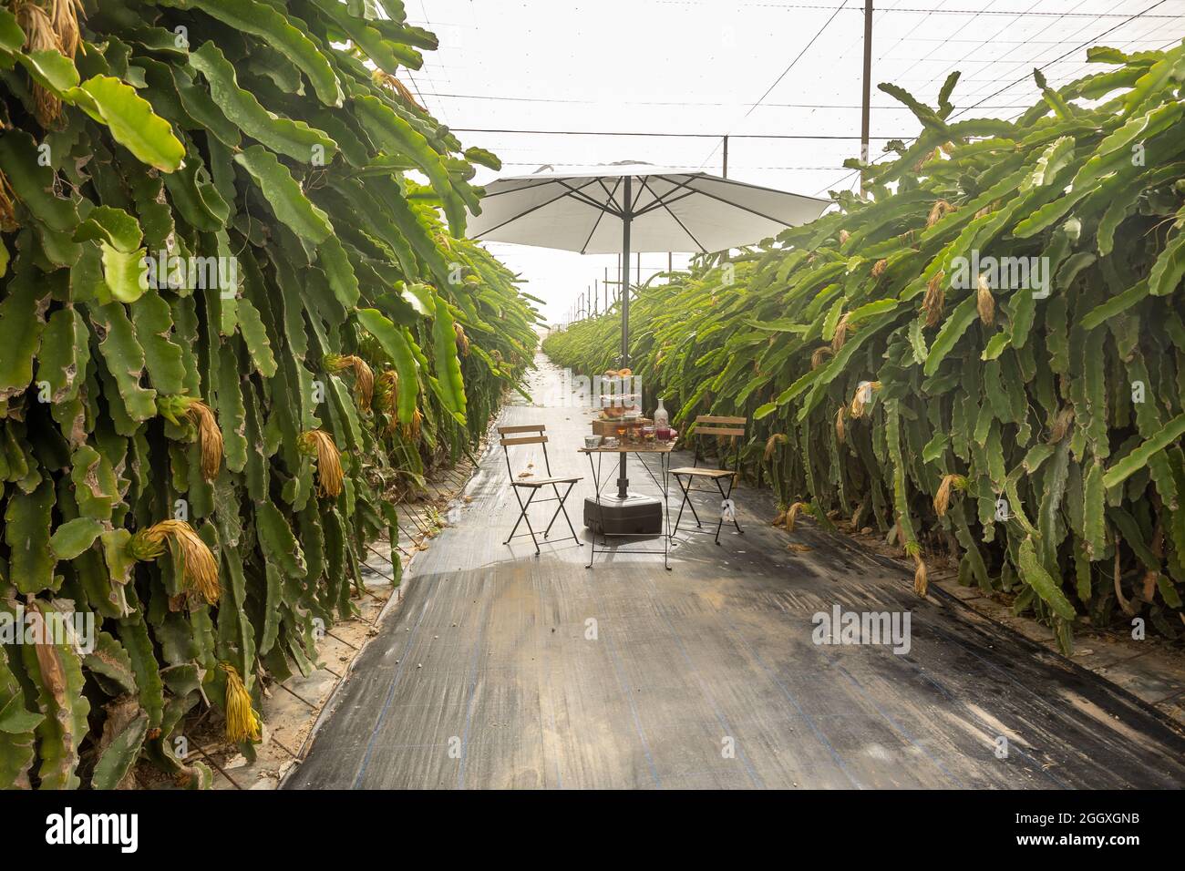 Natural view of dragon fruit stems inside a greenhouse Stock Photo - Alamy