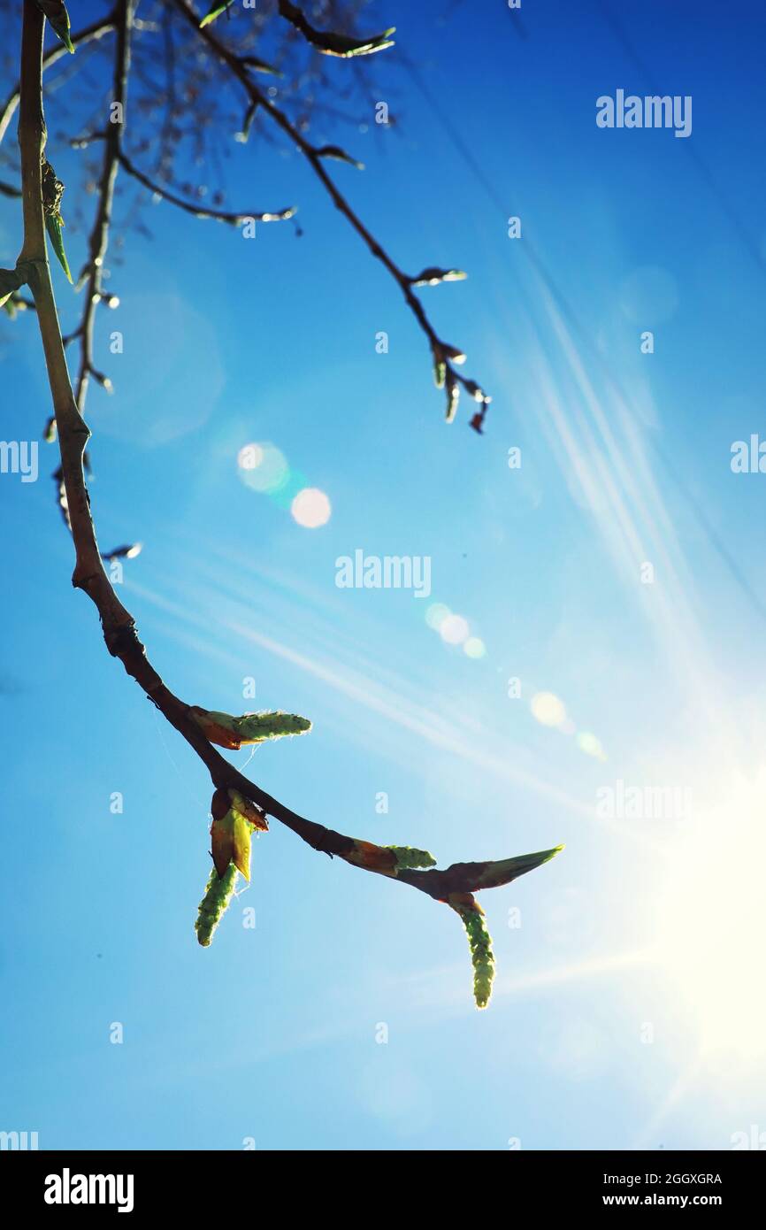 Bright spring greens at dawn in the forest. Nature comes to life in ...