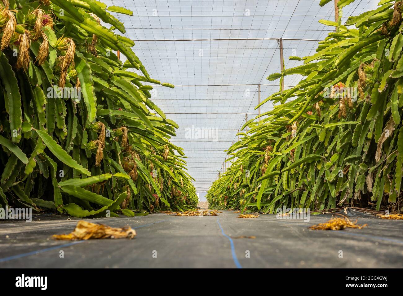 Natural view of dragon fruit stems inside a greenhouse Stock Photo - Alamy