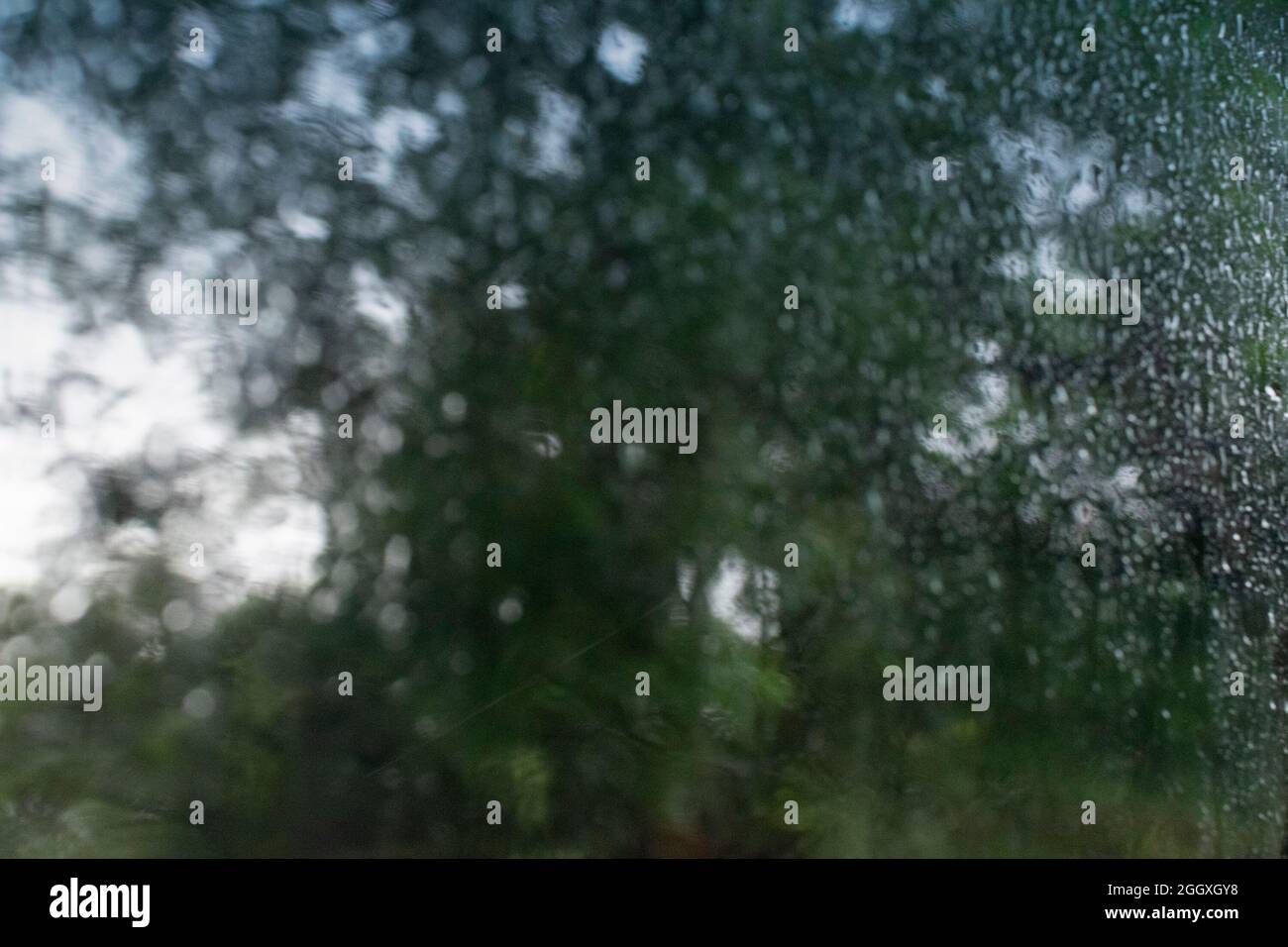 Abstract image of monsoon, blurred green natural background of a tree ...