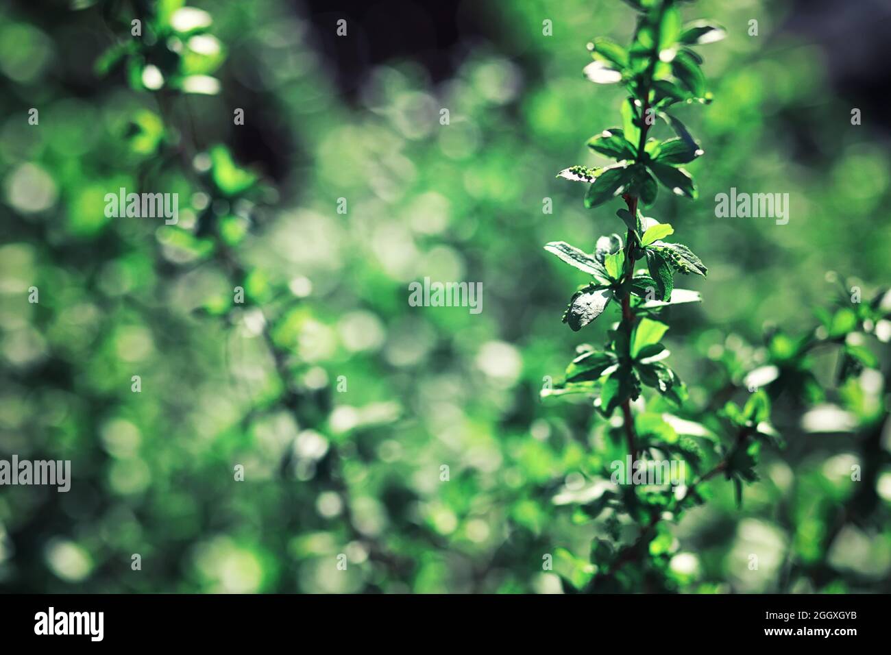 Bright spring greens at dawn in the forest. Nature comes to life in ...