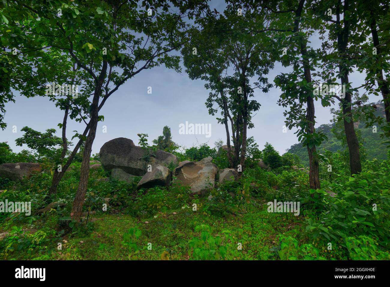 Tropical monsoon forest hi-res stock photography and images - Alamy