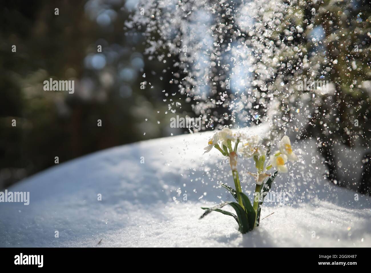 The first spring flower. Snowdrop in the forest. Spring sunny day in ...