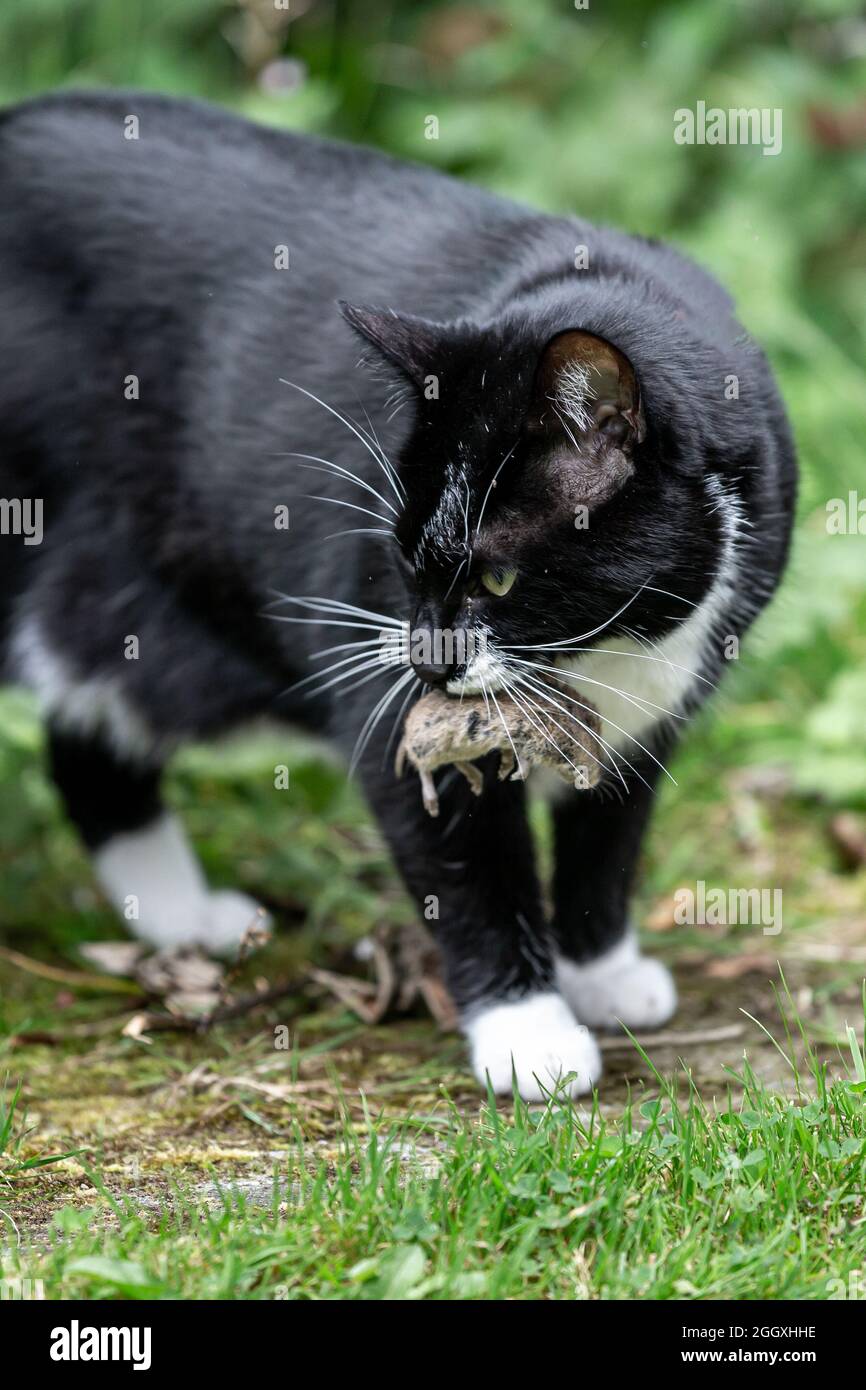 A black and white cat with a mouse in his mouse Stock Photo - Alamy