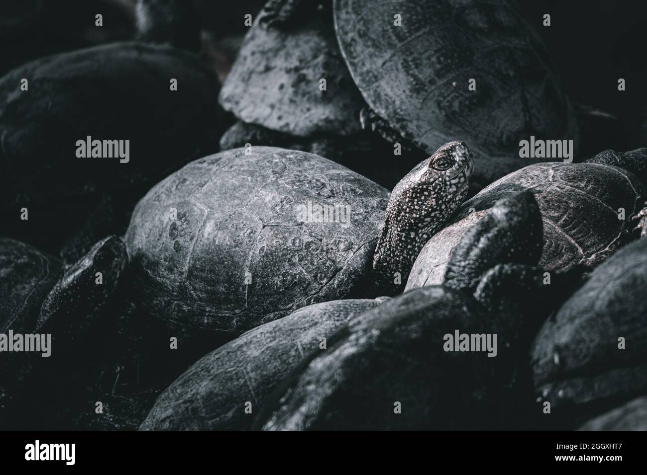 Grayscale shot of turtles crowded one on another in darkness Stock ...