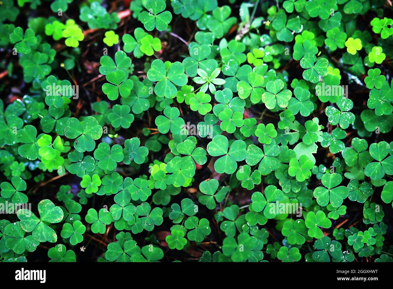 Background from plant clover four leaf. Irish traditional symbol. St ...