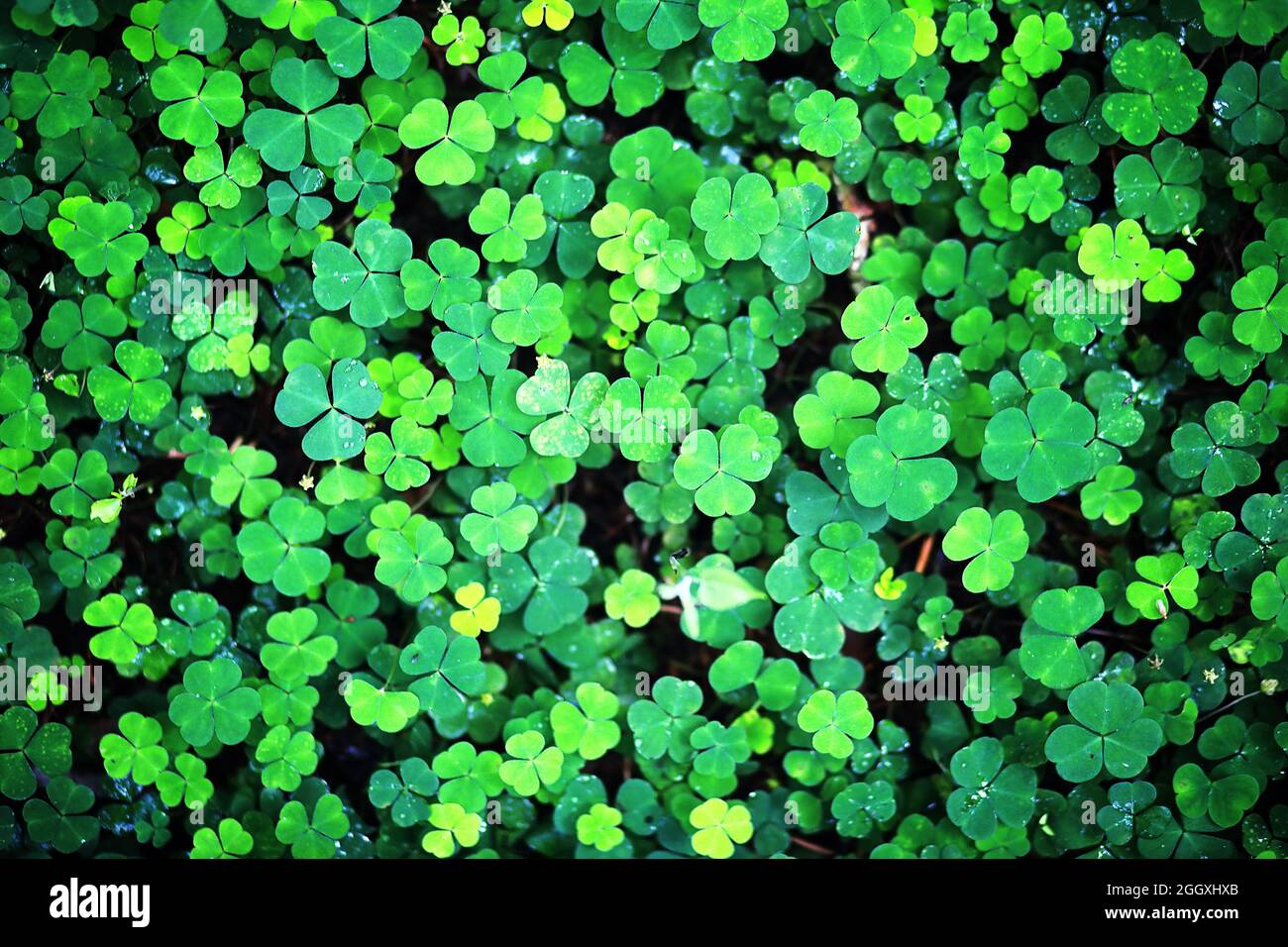 Background from plant clover four leaf. Irish traditional symbol. St ...