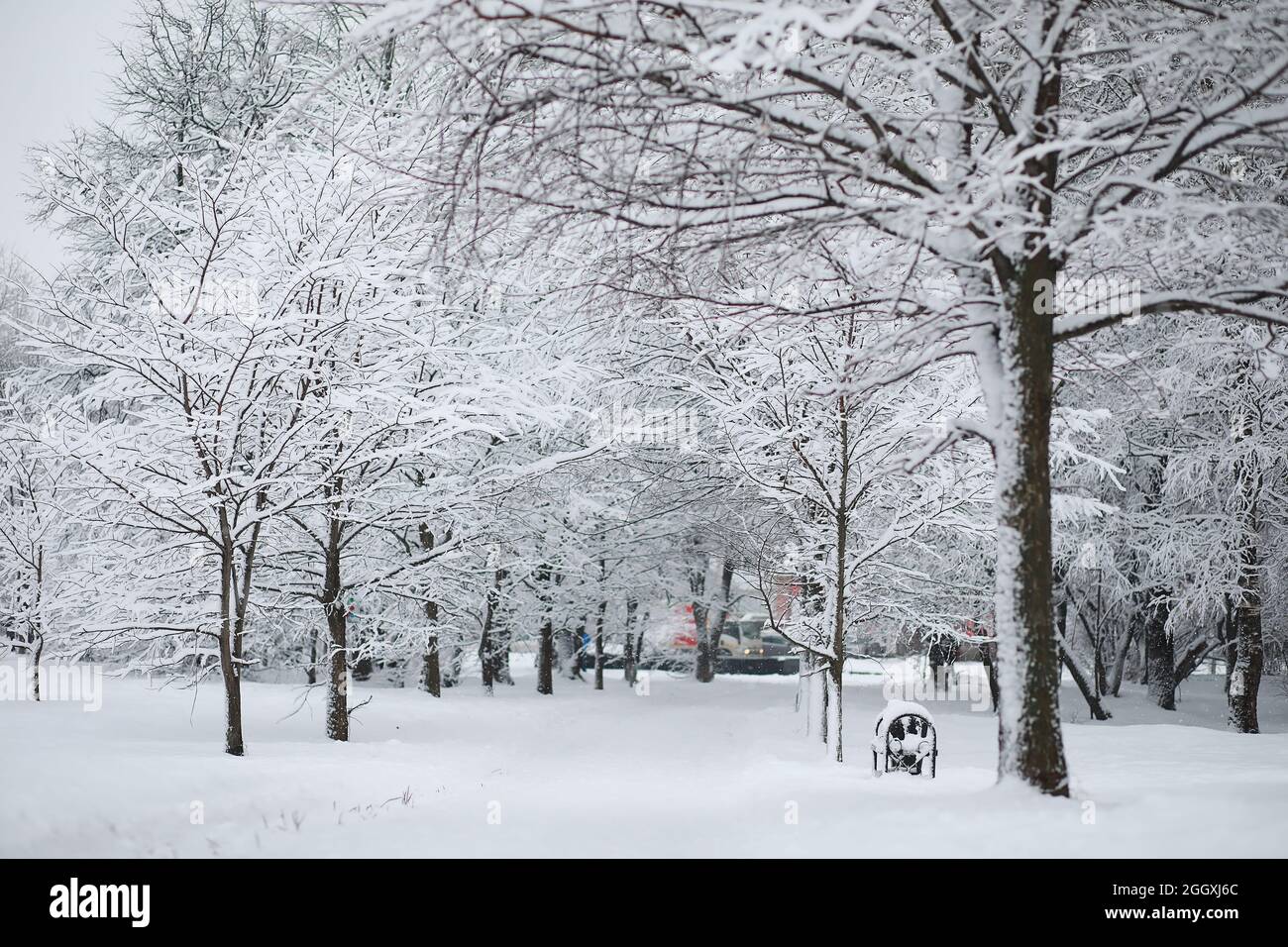Winter landscape. Forest under the snow. Winter Park Stock Photo - Alamy