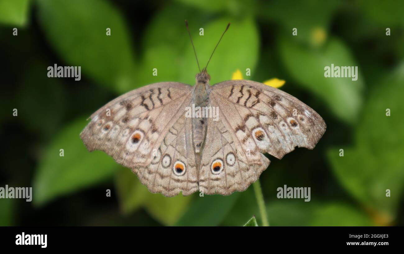 Overhead view of a Grey pansy butterfly perch on a flower while ...