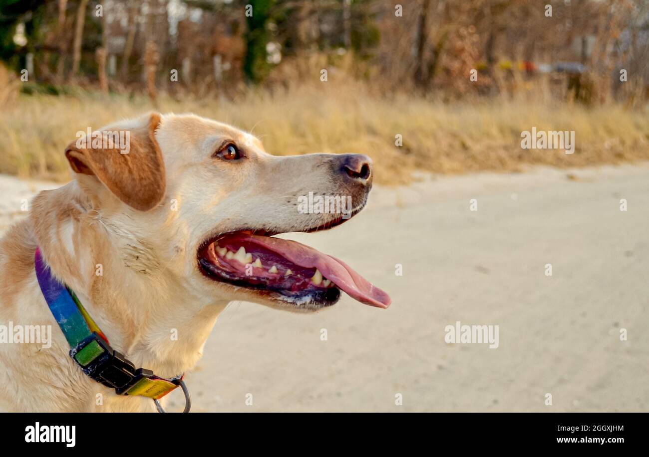 Mouth open tongue hi-res stock photography and images - Alamy