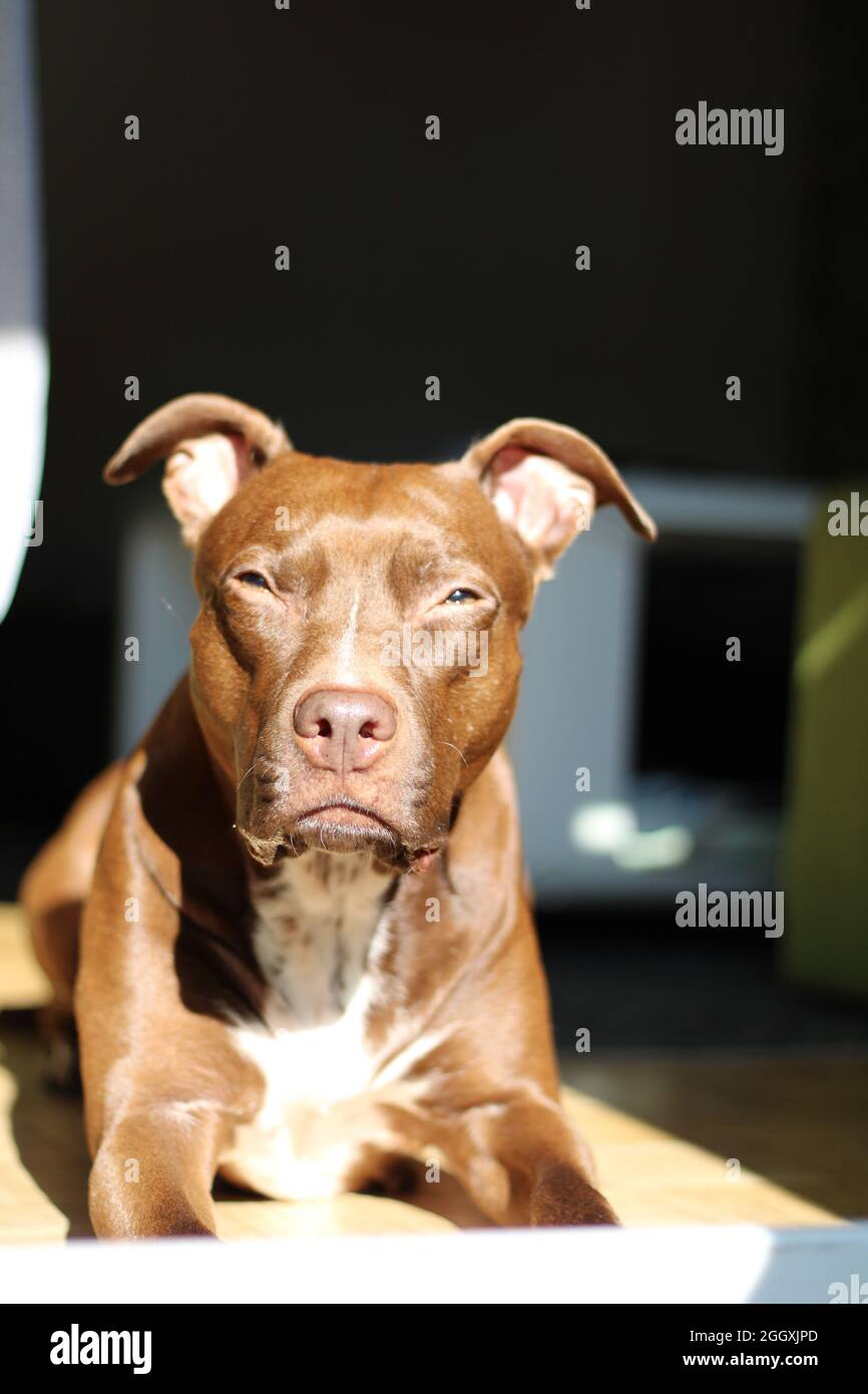 Closeup of an American Pit Bull Terrier squinting its eyes in the sun ...