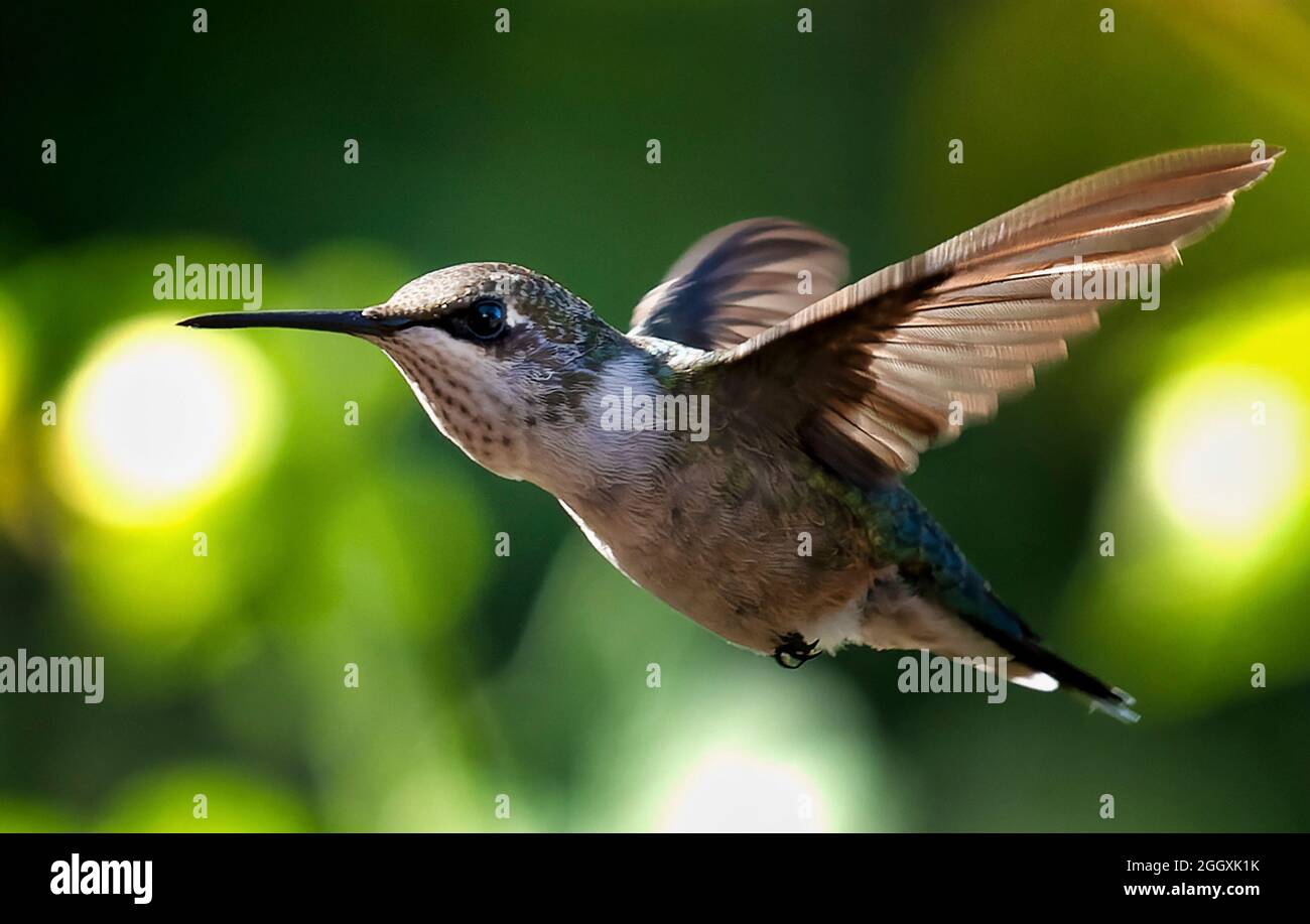 Rufous Hummingbird in midair Stock Photo - Alamy