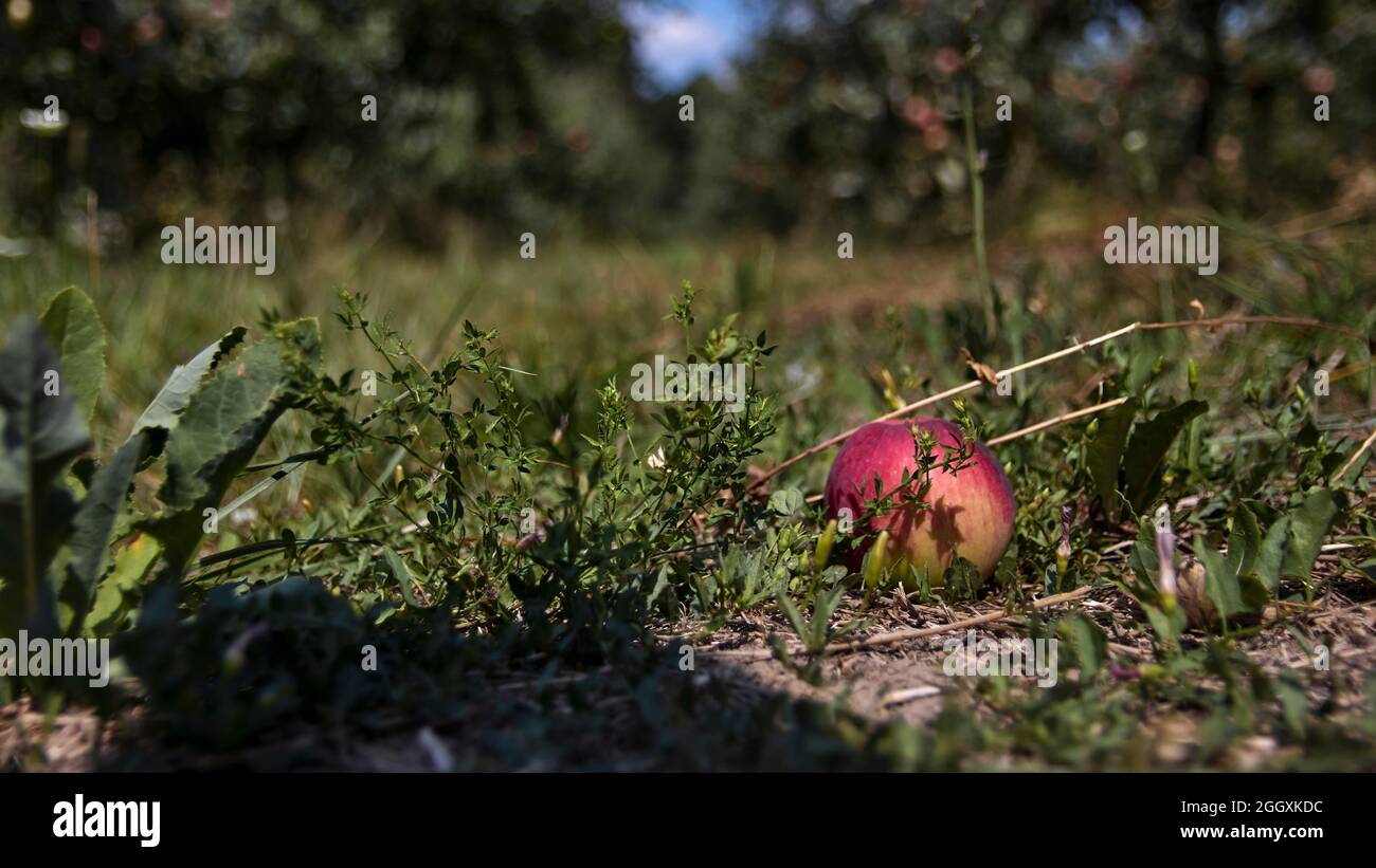 Red apple on the ground close Stock Photo - Alamy