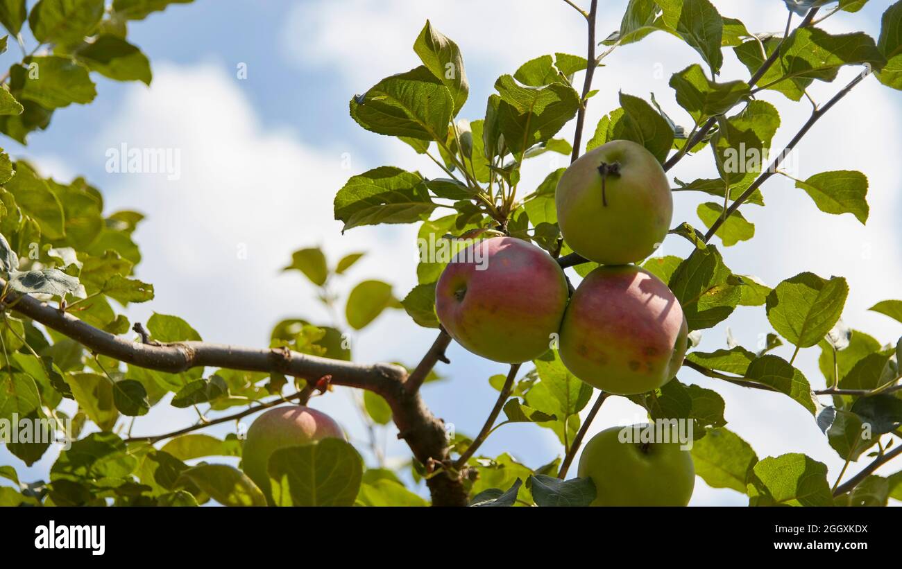 Three apple tree hi-res stock photography and images - Alamy