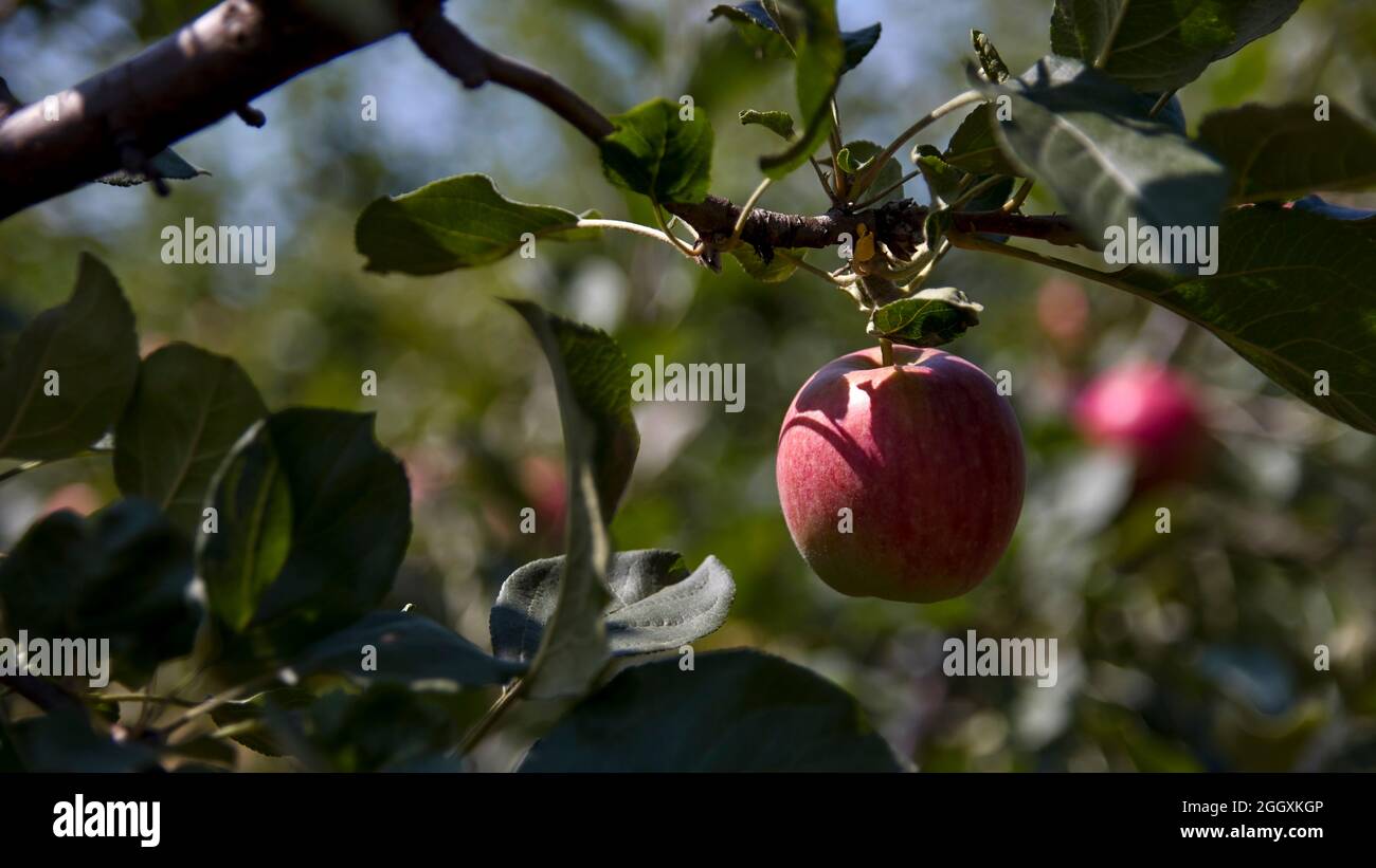 Apple and nature hi-res stock photography and images - Alamy