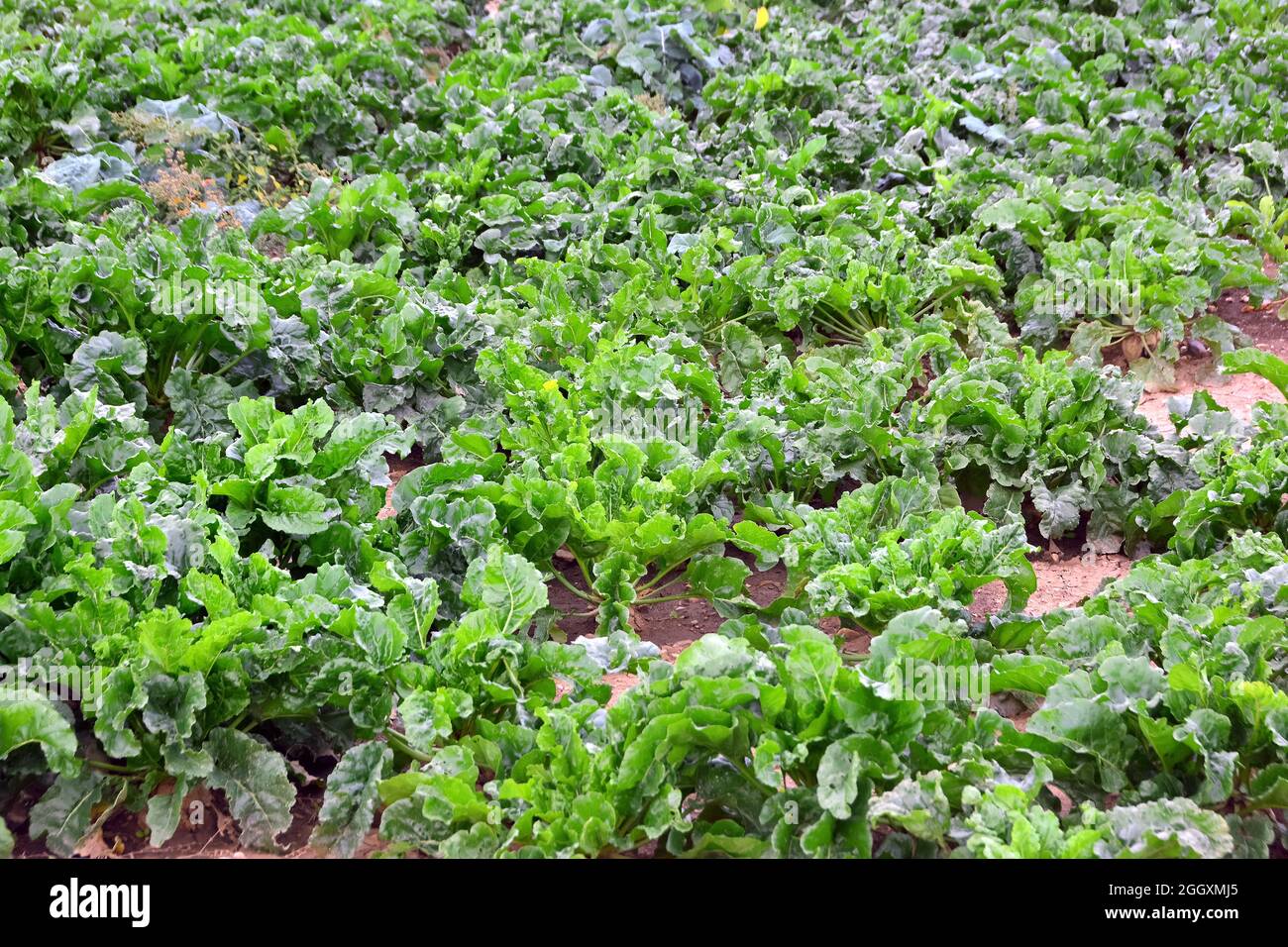 Sugar beet, Zuckerrübe, Beta vulgaris subsp. vulgaris var. altissima ...