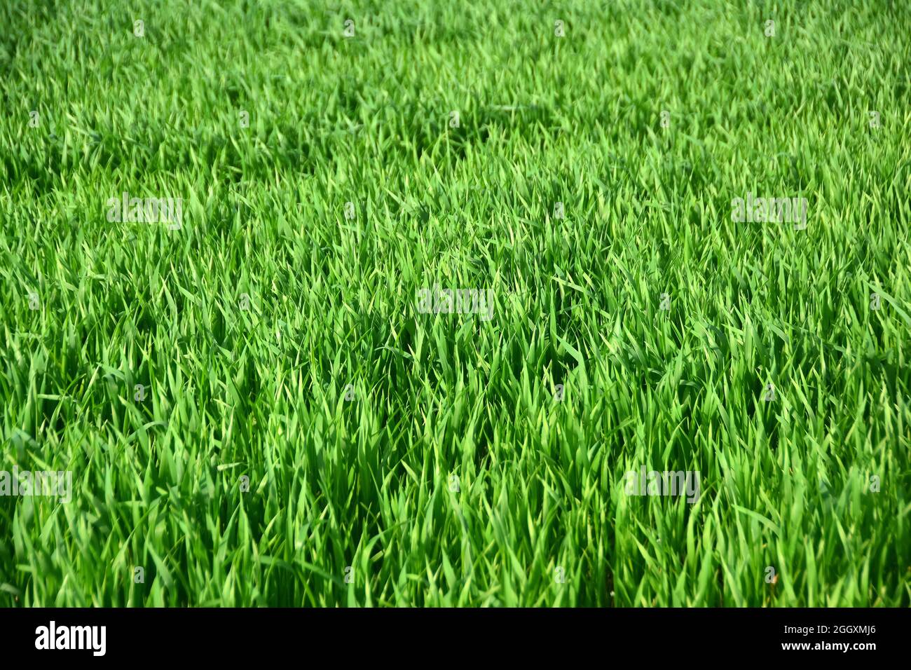 Common wheat, bread wheat, Weichweizen, Brotweizen, Saat-Weizen ...