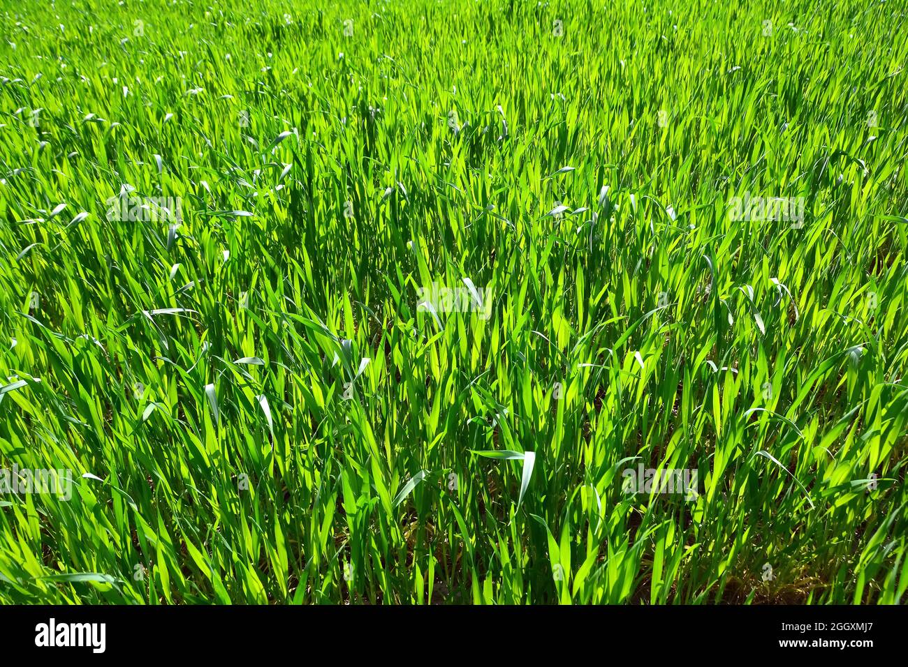 Weichweizen hi-res stock photography and images - Alamy