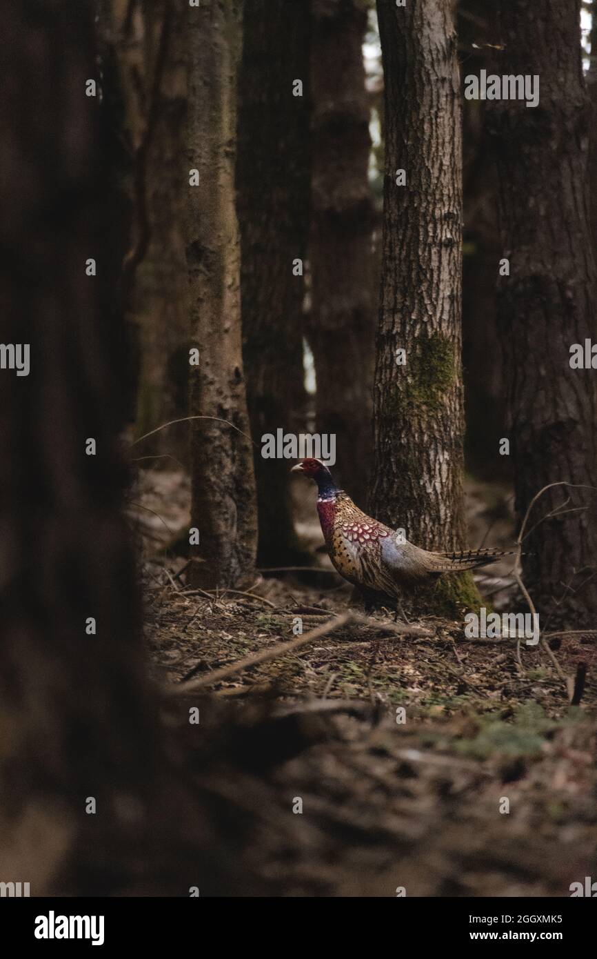 Pheasant claws hi-res stock photography and images - Alamy