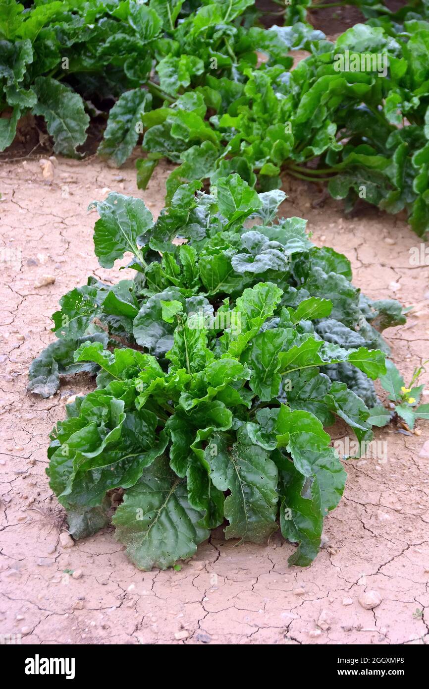 Sugar beet, Zuckerrübe, Beta vulgaris subsp. vulgaris var. altissima ...