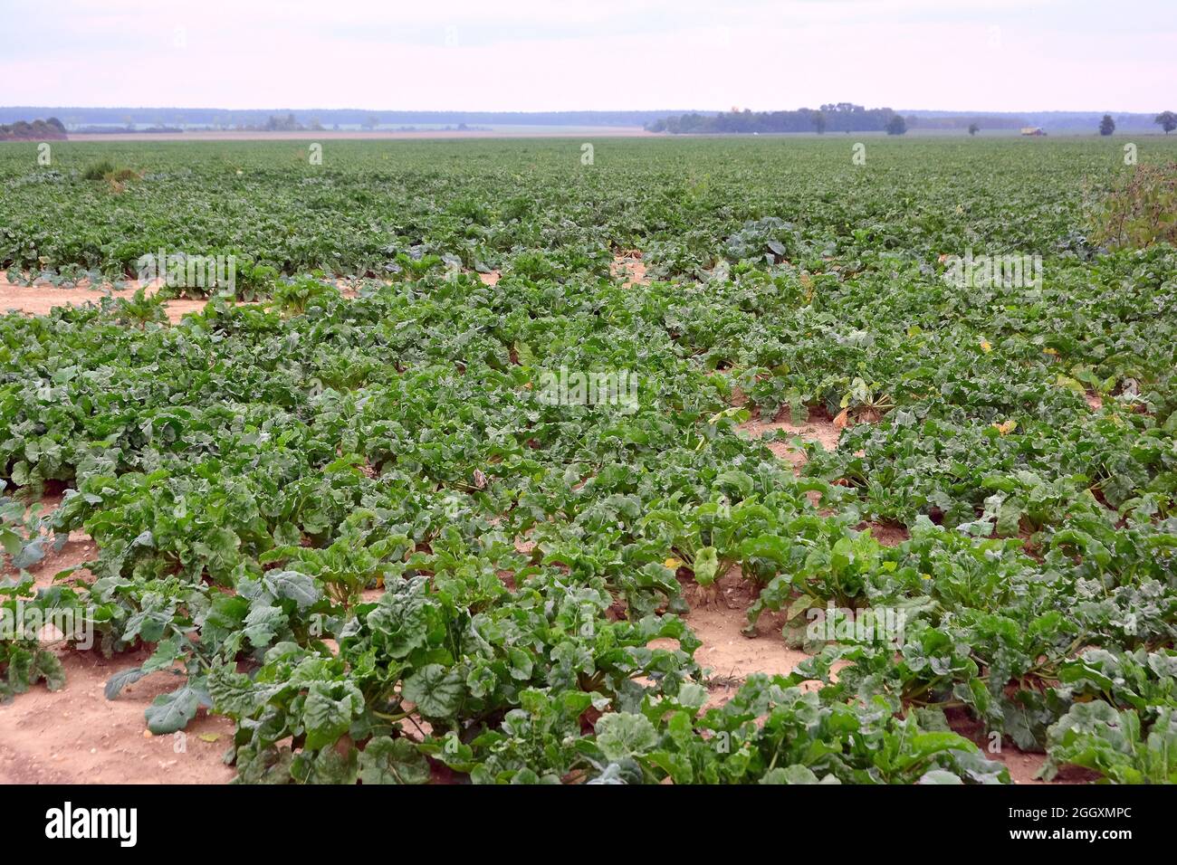 Sugar beet, Zuckerrübe, Beta vulgaris subsp. vulgaris var. altissima ...
