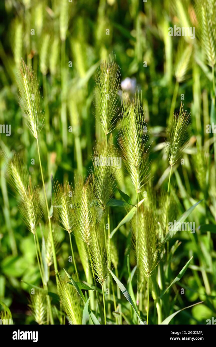 Mause gerste hi-res stock photography and images - Alamy