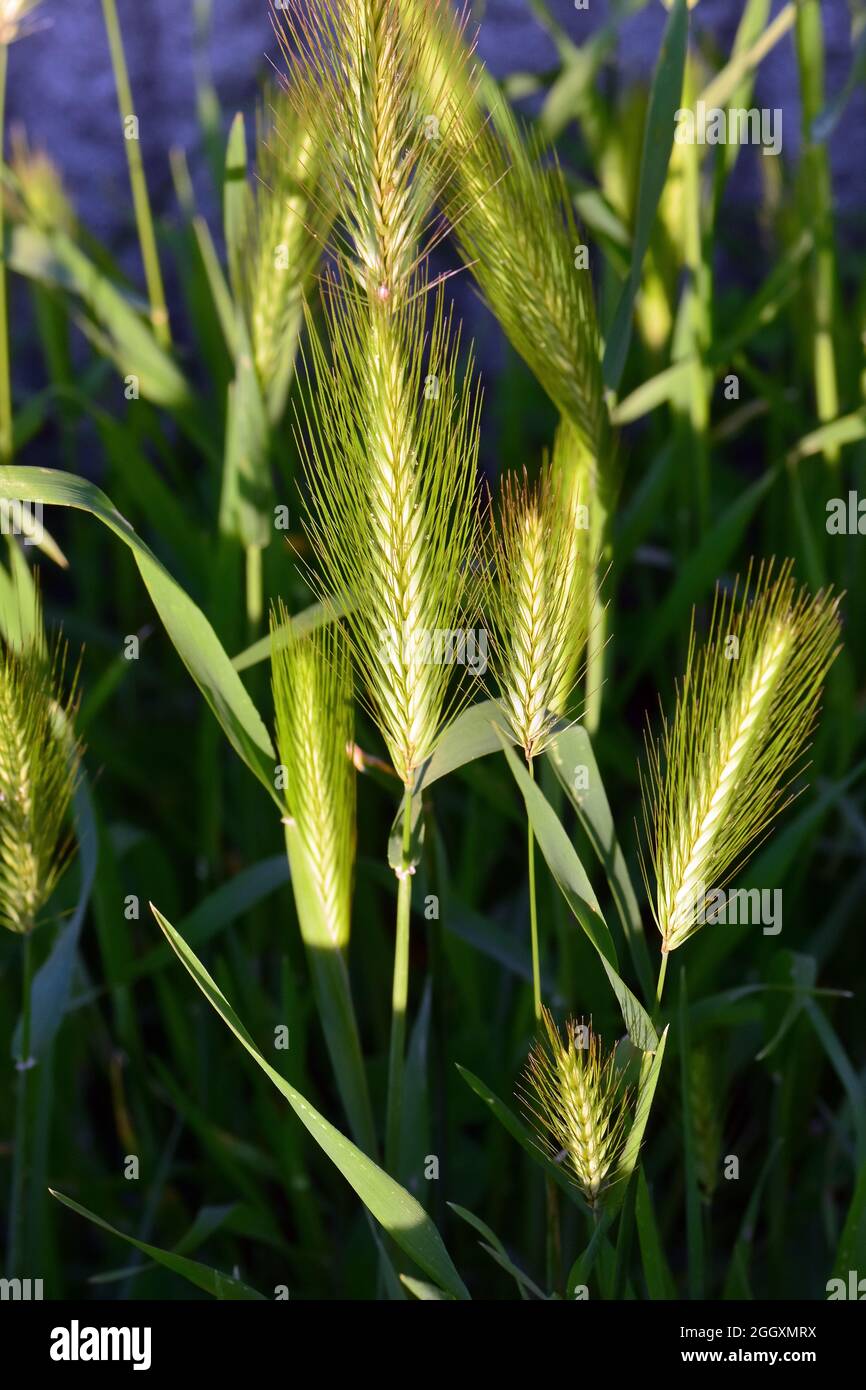 False barley hi-res stock photography and images - Alamy