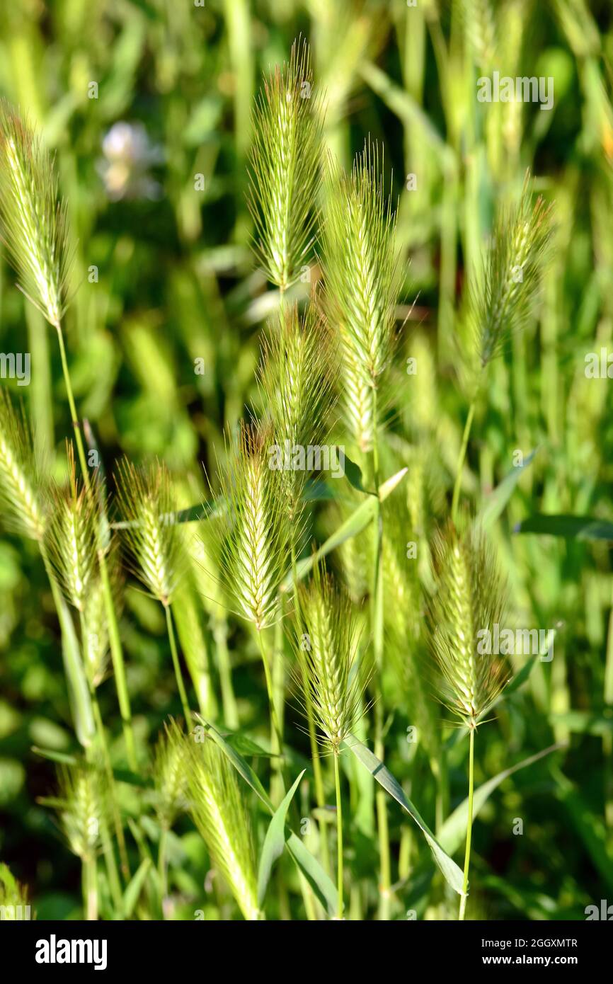 False barley hi-res stock photography and images - Alamy