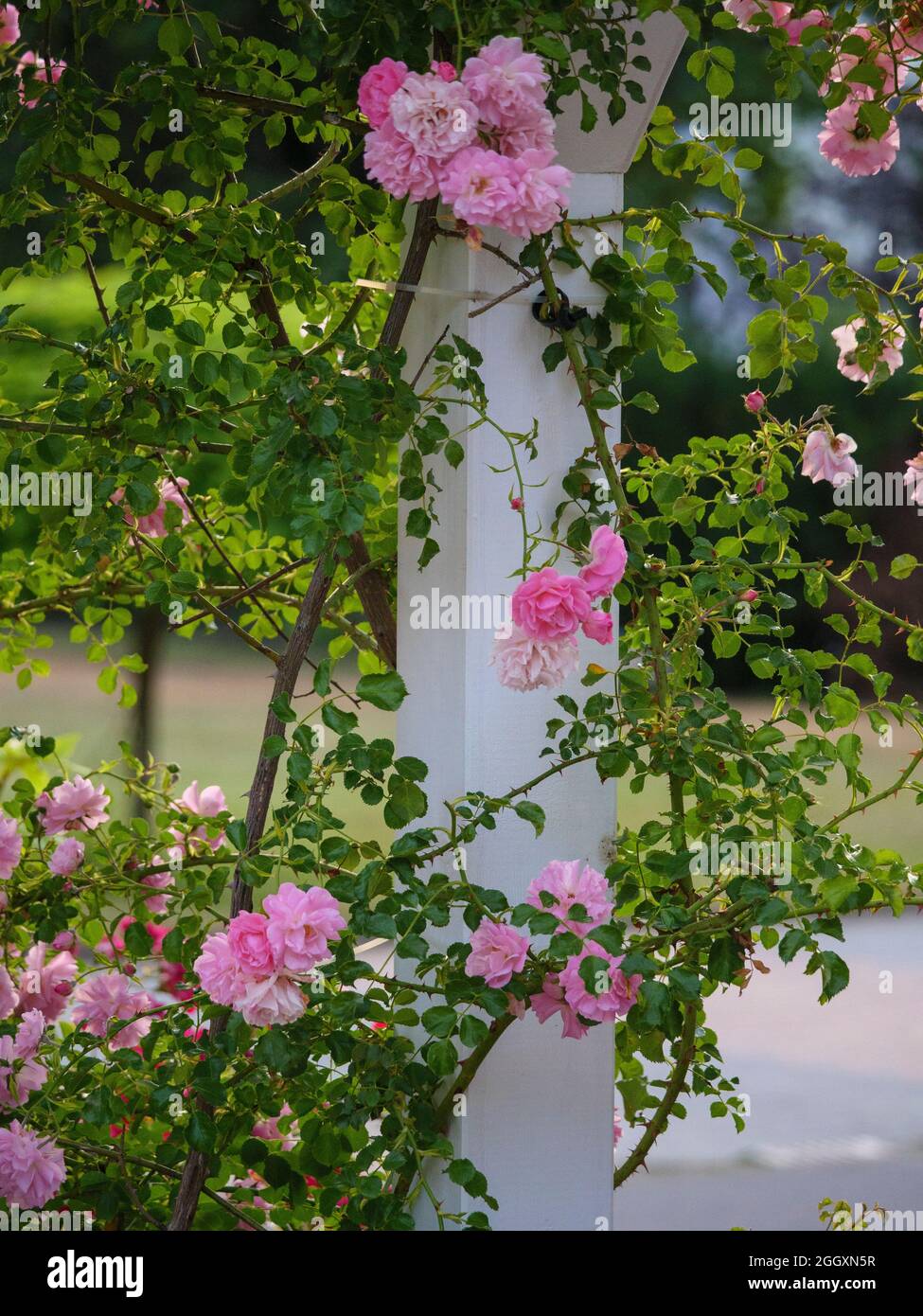 Vertical shot of pink climbing rose on an arch outdoors Stock Photo - Alamy
