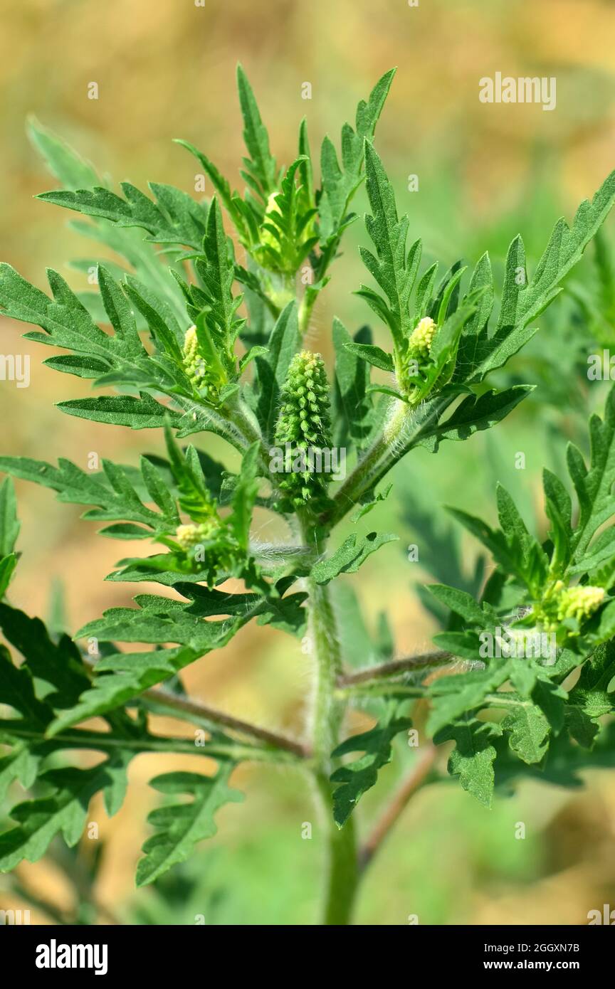common ragweed, annual ragweed, low ragweed, Beifußblättrige ...