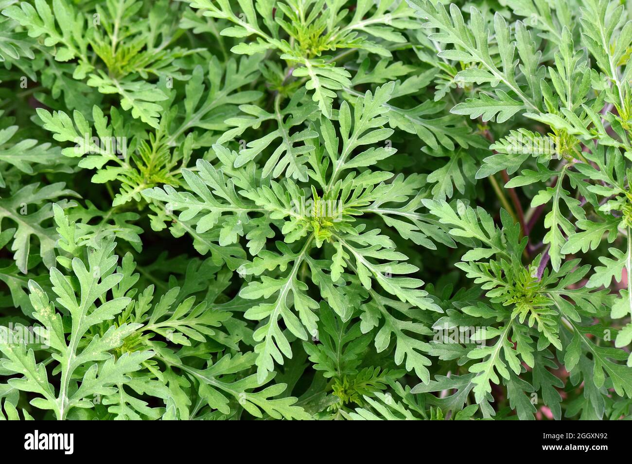common ragweed, annual ragweed, low ragweed, Beifußblättrige ...