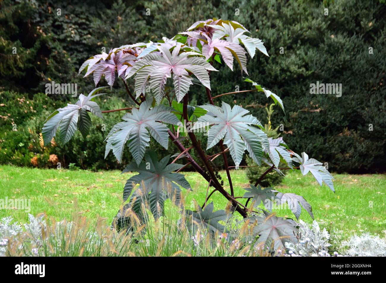 castor bean, castor oil plant, Wunderbaum, Rizinus, ricin commun, Ricinus communis, ricinus ...