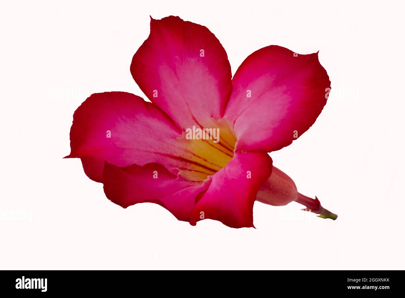isolated red flower in white background include a clipping path, a red ...