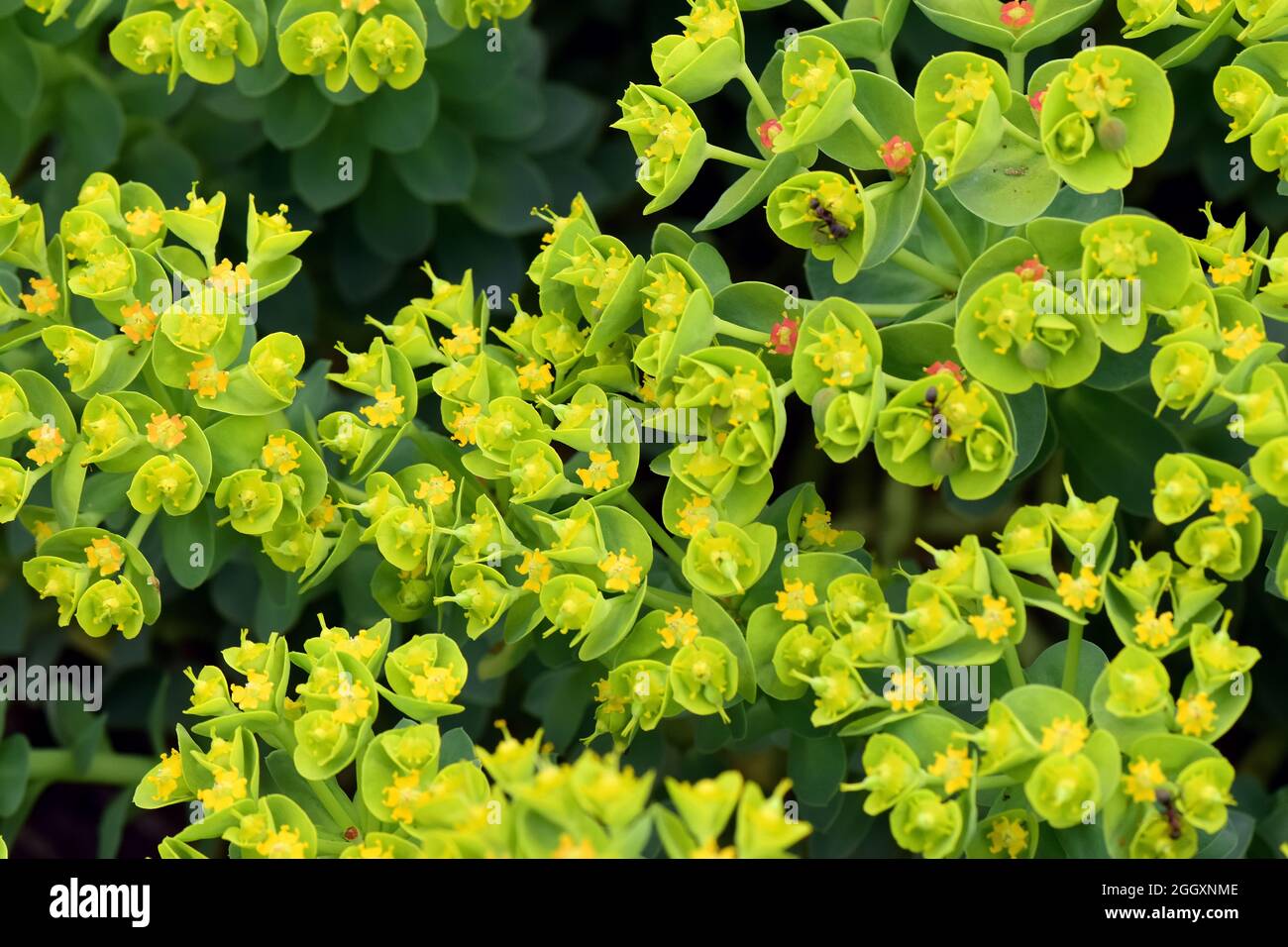 myrtle spurge, blue spurge, broad-leaved glaucous-spurge, Walzen ...