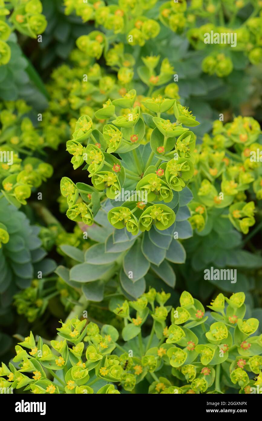 myrtle spurge, blue spurge, broad-leaved glaucous-spurge, Walzen ...