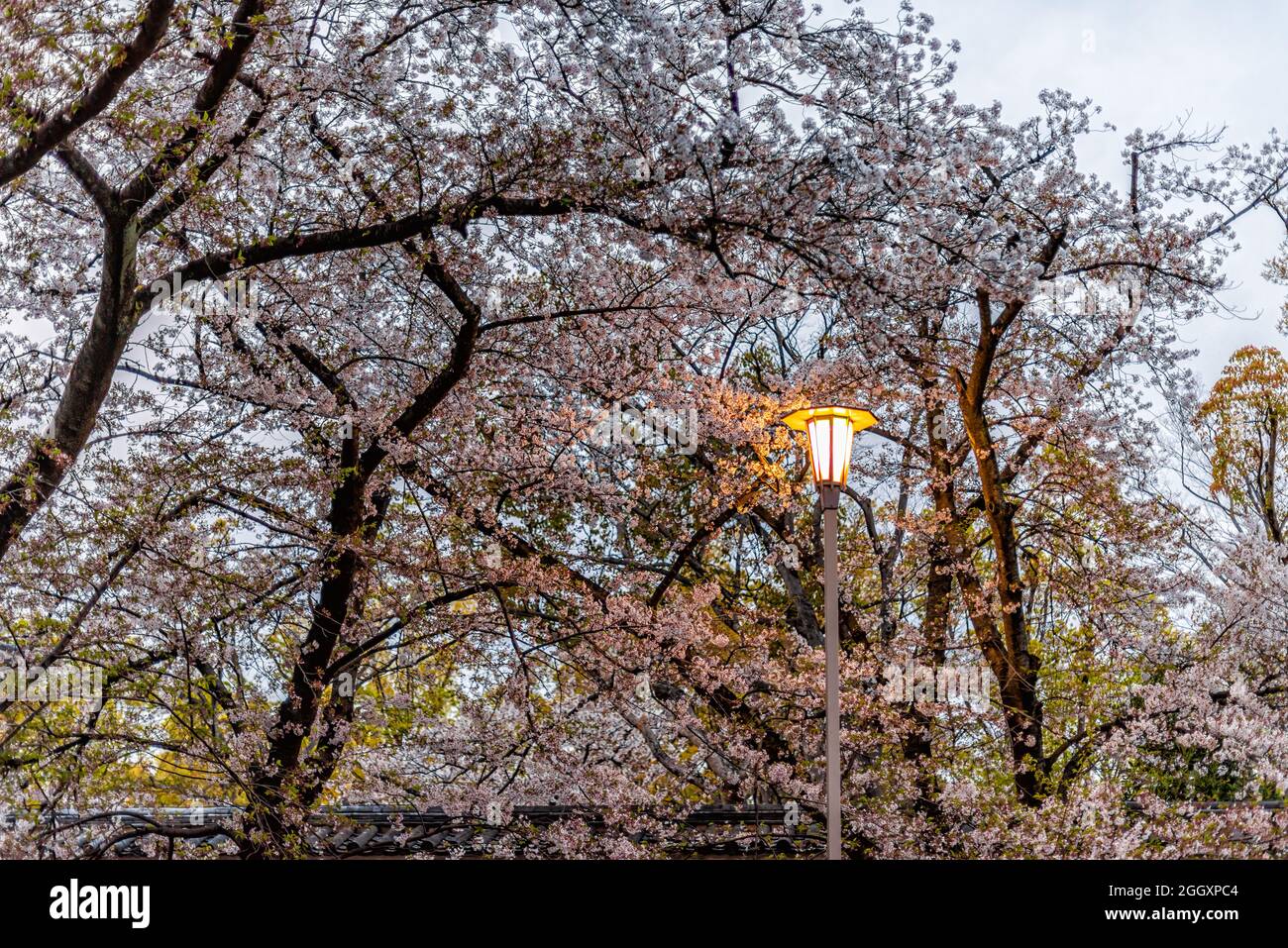 Red pink flowers and yellow lantern lamp light glowing illuminated with ...