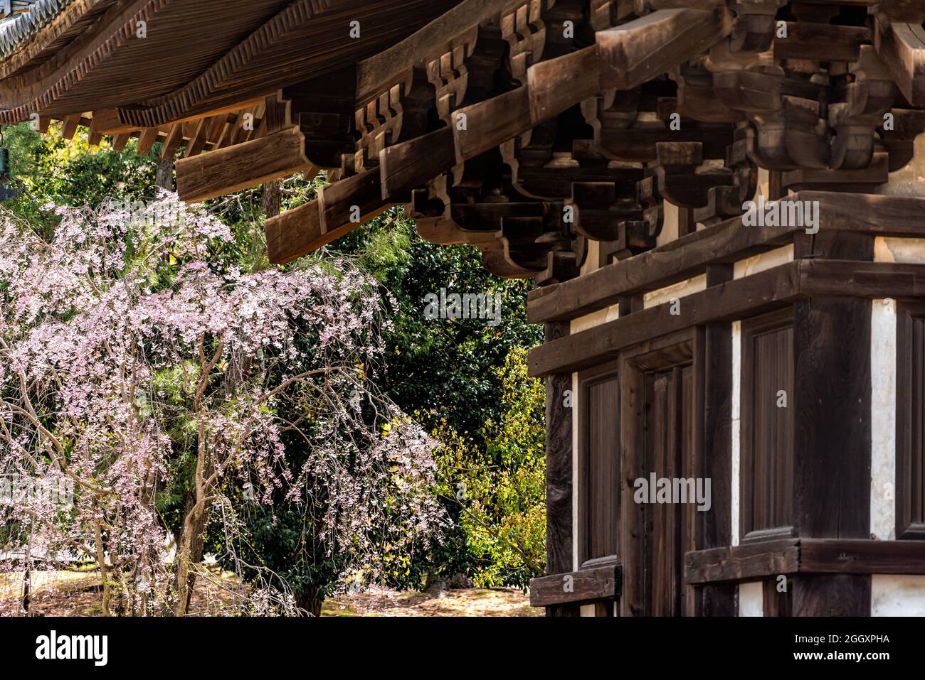 Nara, Japan Todaiji temple in city with pink sakura cherry blossom tree ...