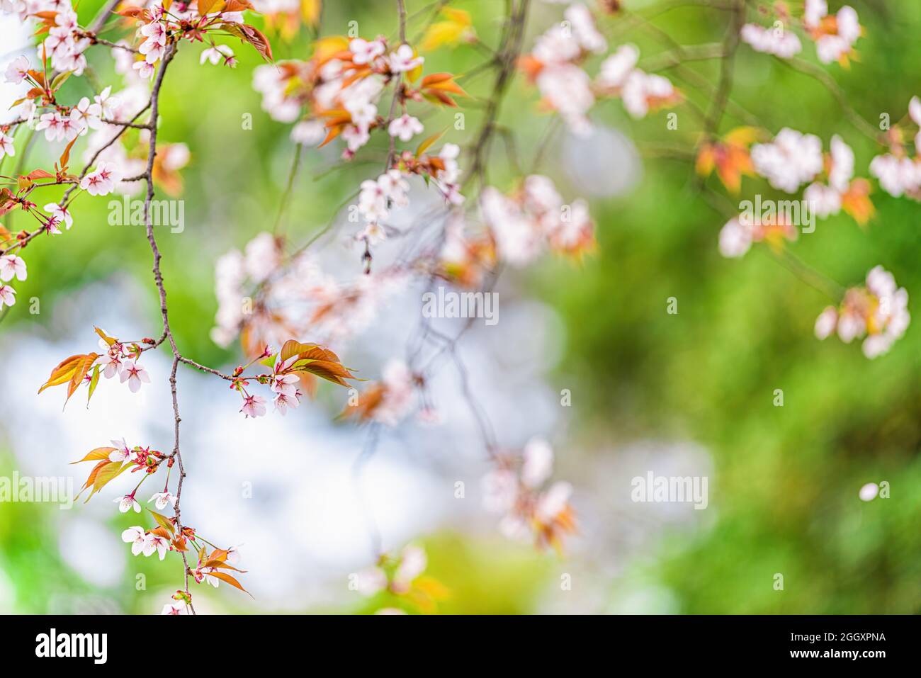 Nara city park in springtime with pink blooming cherry blossom flower ...