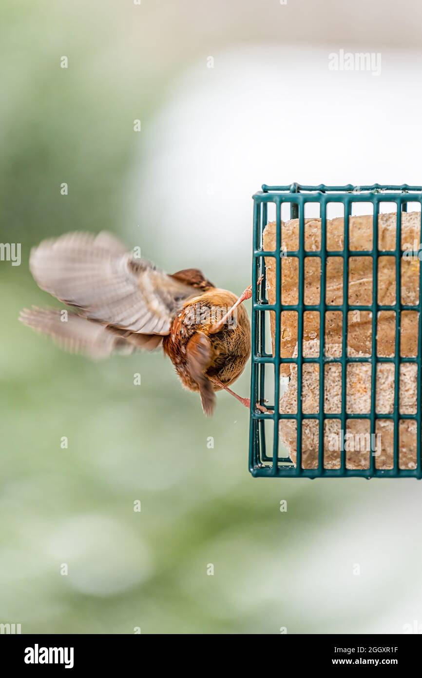 Wren flying hi-res stock photography and images - Alamy