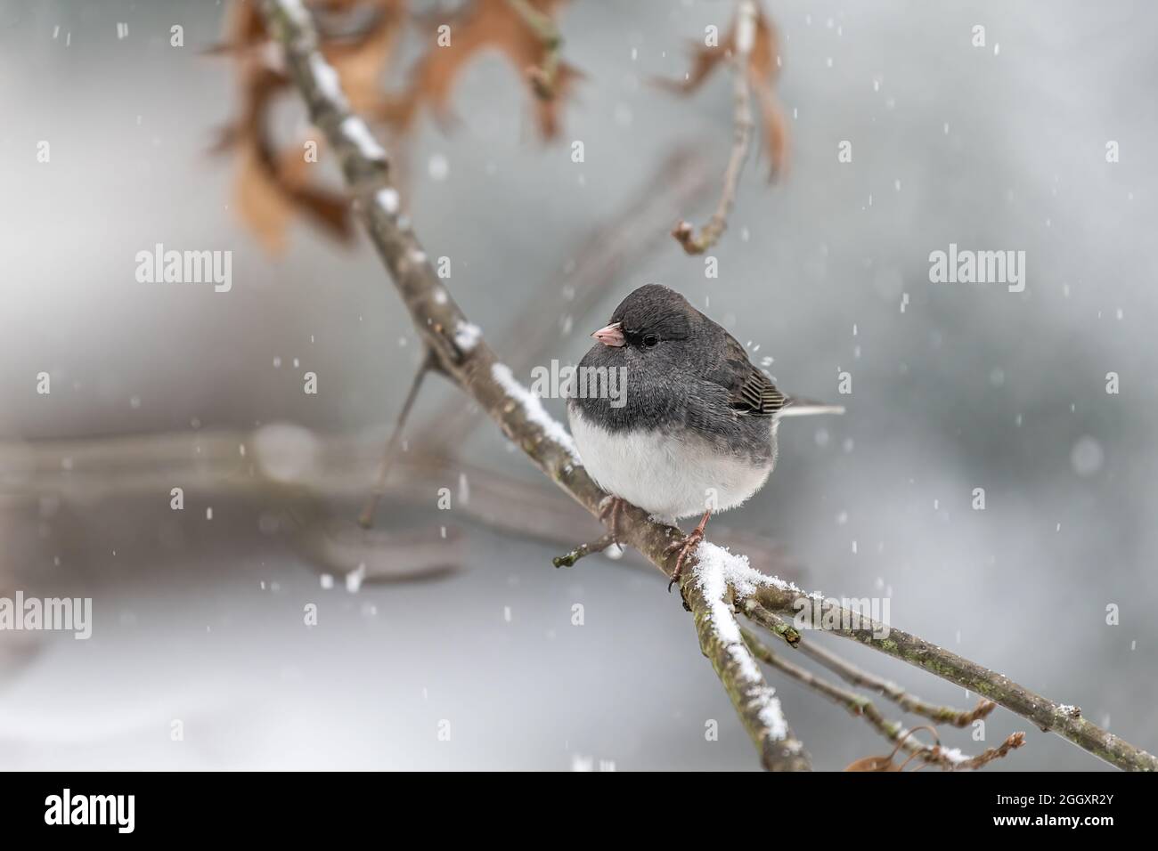 Dark eyed junco in tree snow hi-res stock photography and images - Alamy