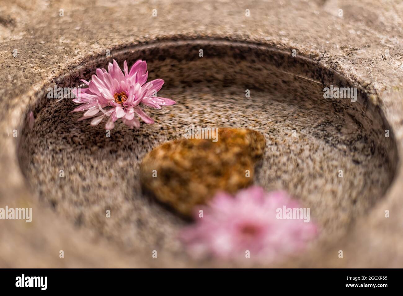 Japanese flower stone basin with floating pink flowers on water in zen ...