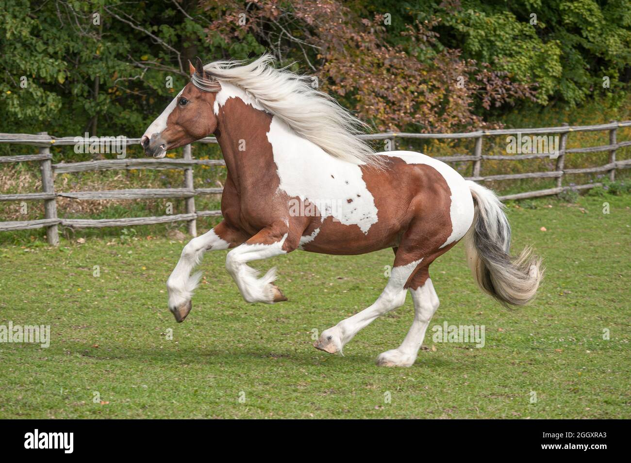 Gypsy Horse mare gallops in open paddock with split rail fence Stock ...