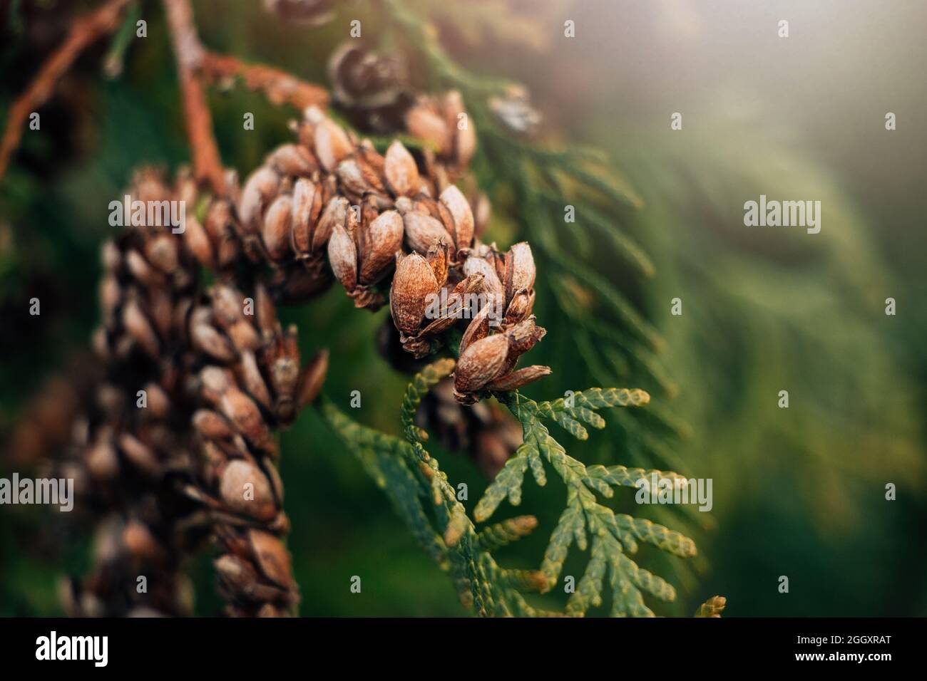 Dry cones of coniferous tree close-up. Thuja green branches. Christmas ...