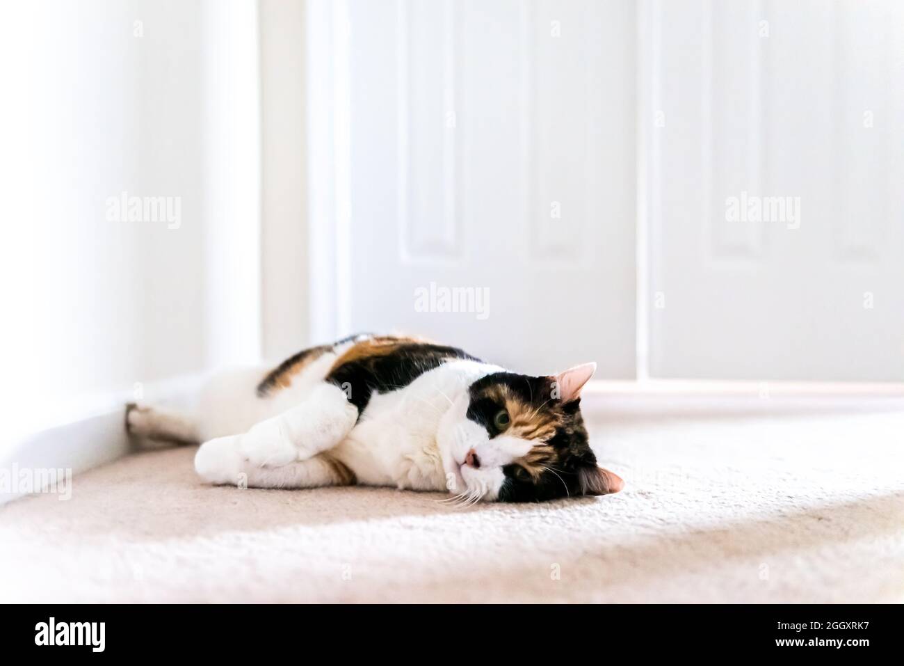 Sad calico senior cat lying down waiting by bedroom door for owners to ...