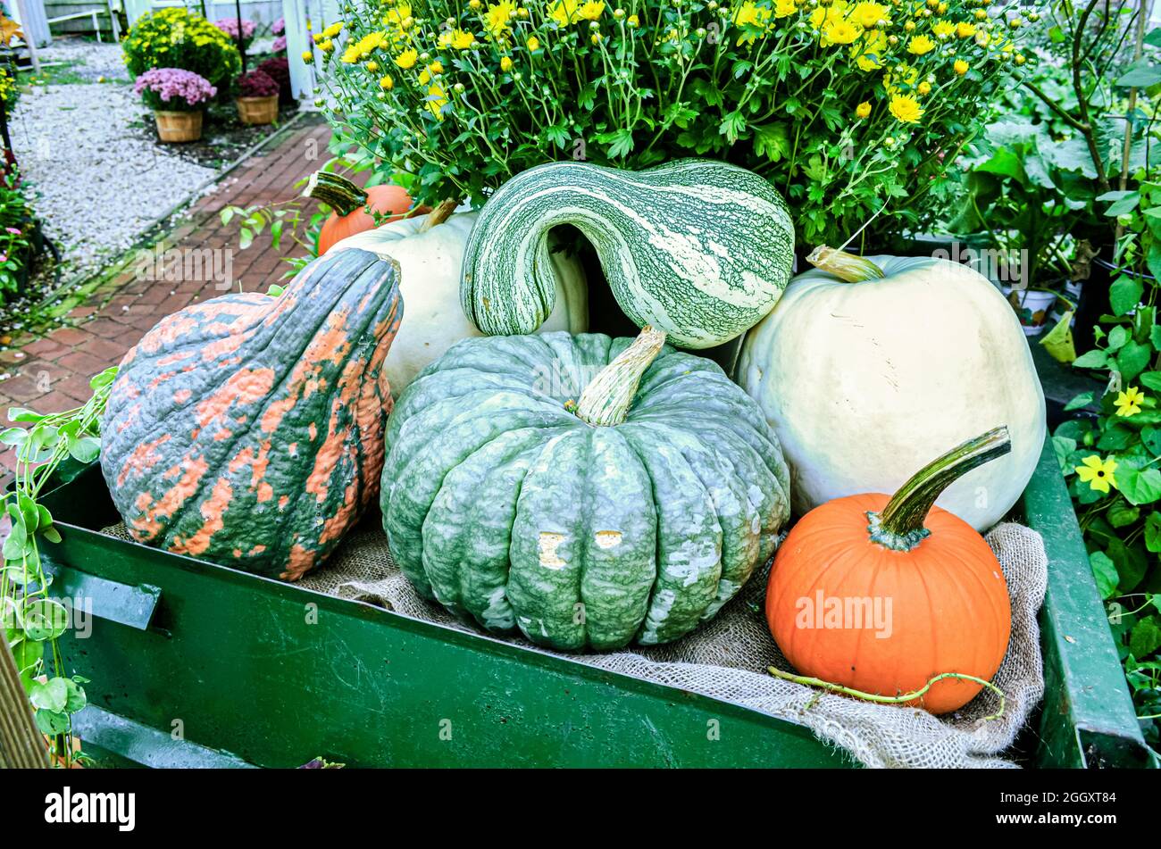 Fall display cart full of pumpkins, gourds, and squash with a green ...