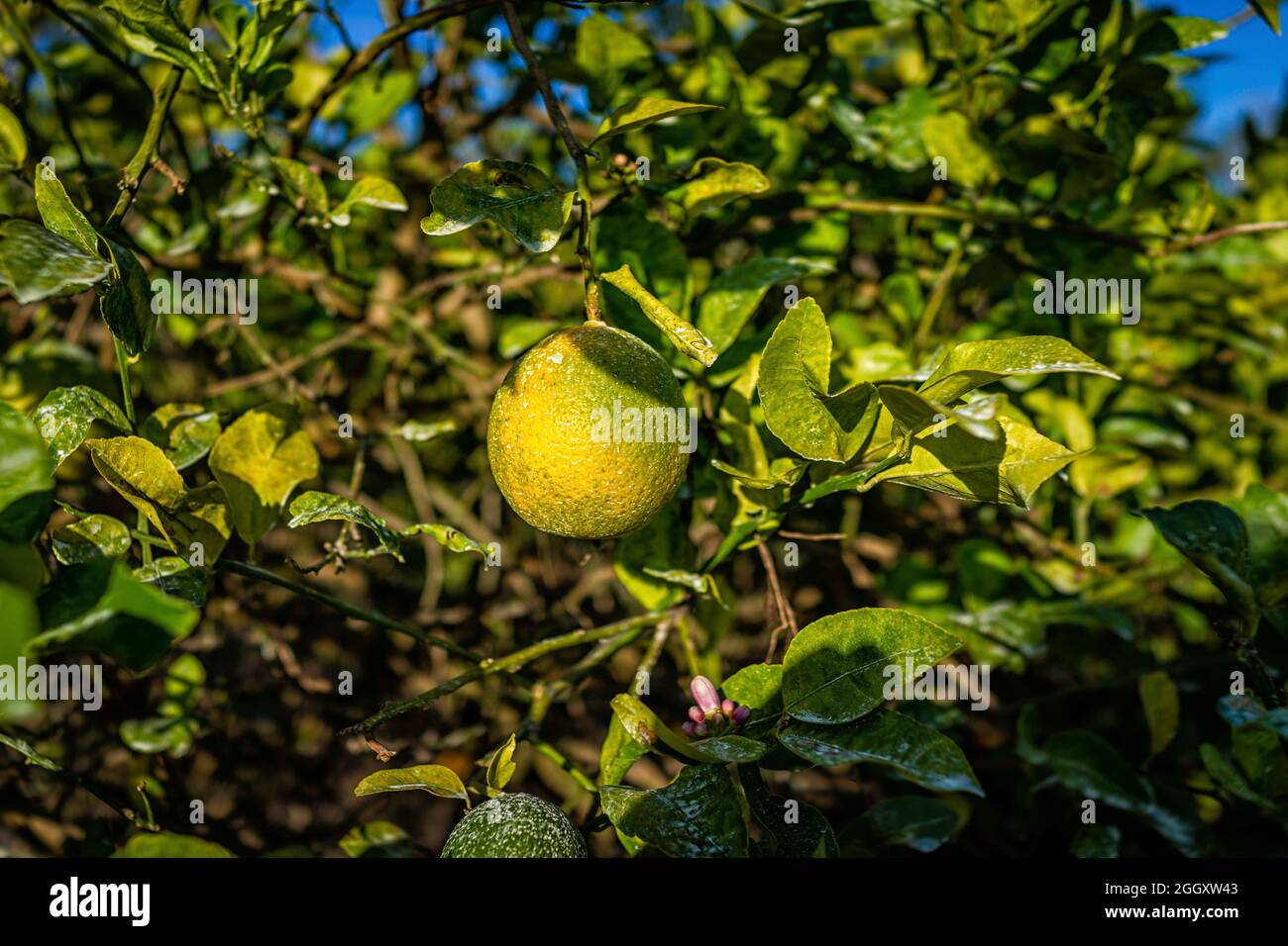 Ripen oranges in an orange tree hi-res stock photography and images - Alamy