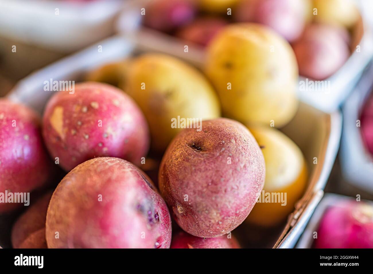 Macro closeup of many local produce red yukon gold potatoes in box ...