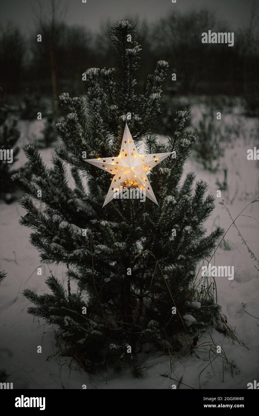 Big illuminated Christmas star on snowy pine tree in winter park at ...